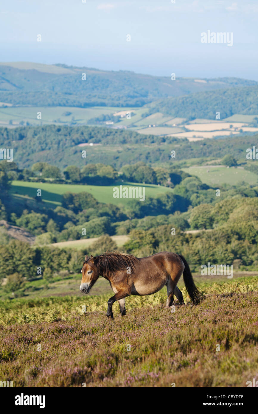 Horner Exmoor High Resolution Stock Photography and Images - Alamy