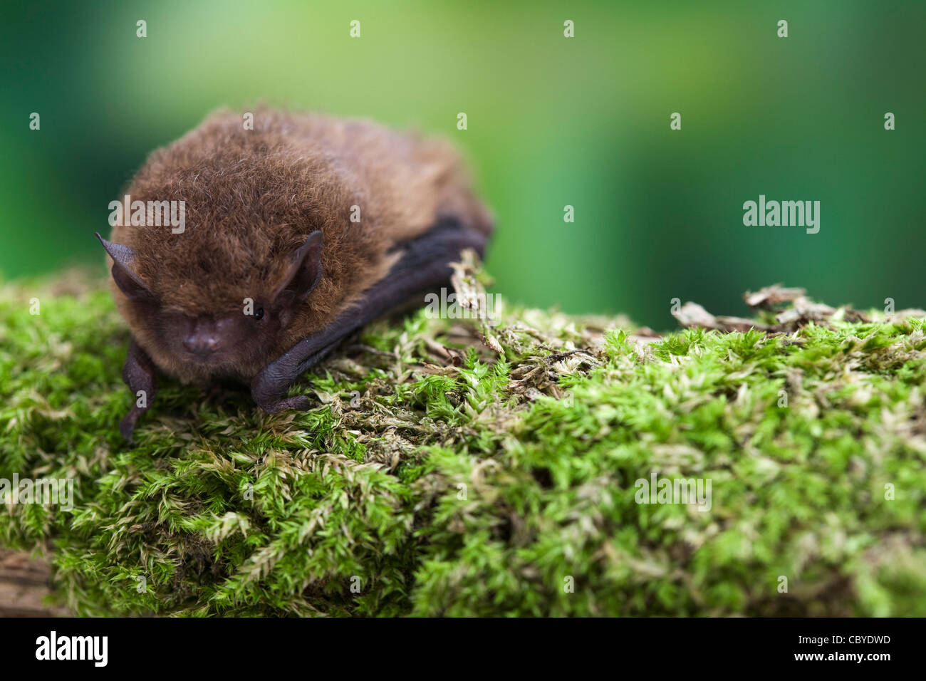 55khz Pipistrelle bat (Pipistrellus pygmaeus) Captive Stock Photo - Alamy