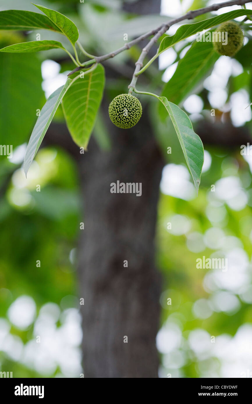 Anthocephalus Cadamba High Resolution Stock Photography and Images - Alamy