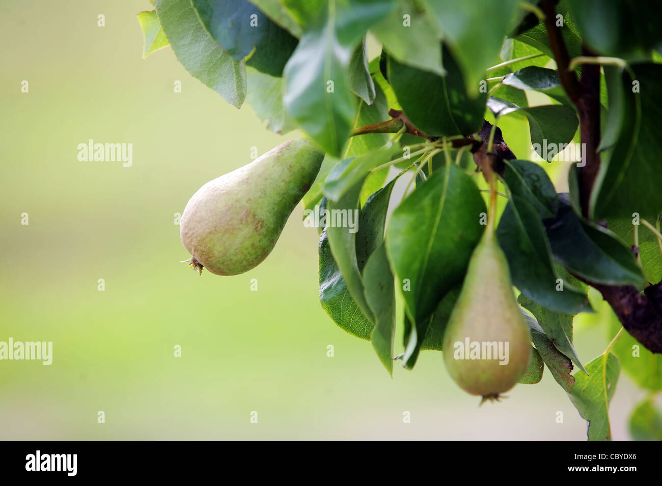 Pear tree two pears hi-res stock photography and images - Alamy