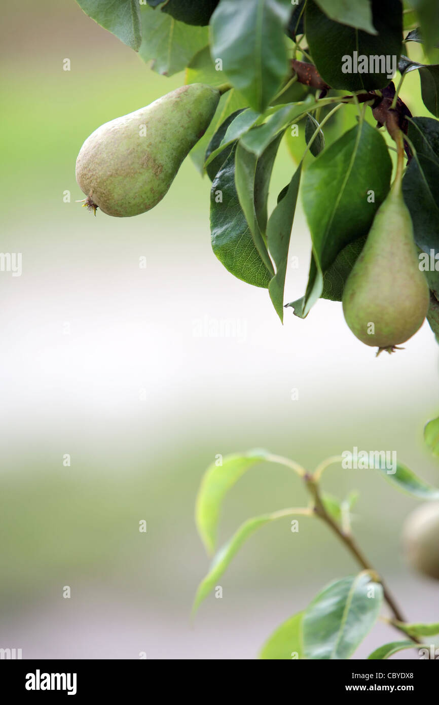 Image of two green pears in an orchard Stock Photo - Alamy