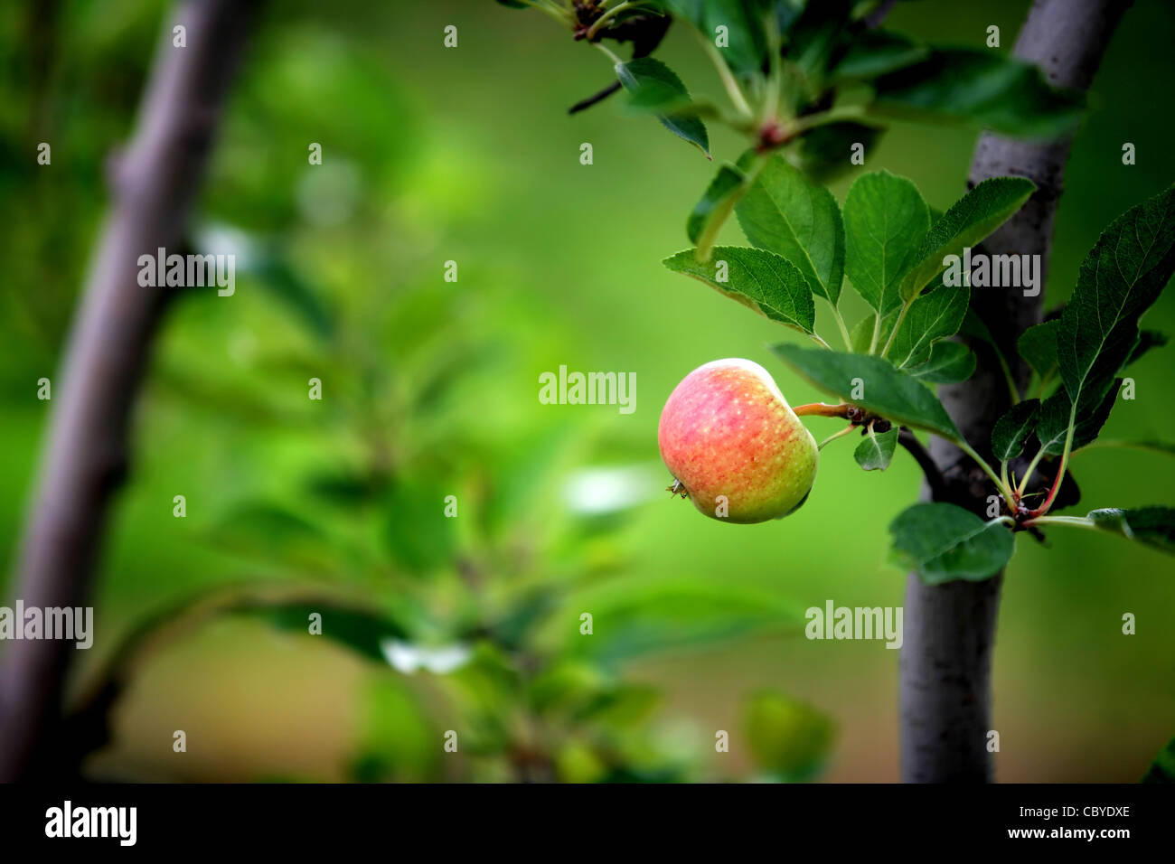 One red apple hanging from a tree branch Stock Photo - Alamy