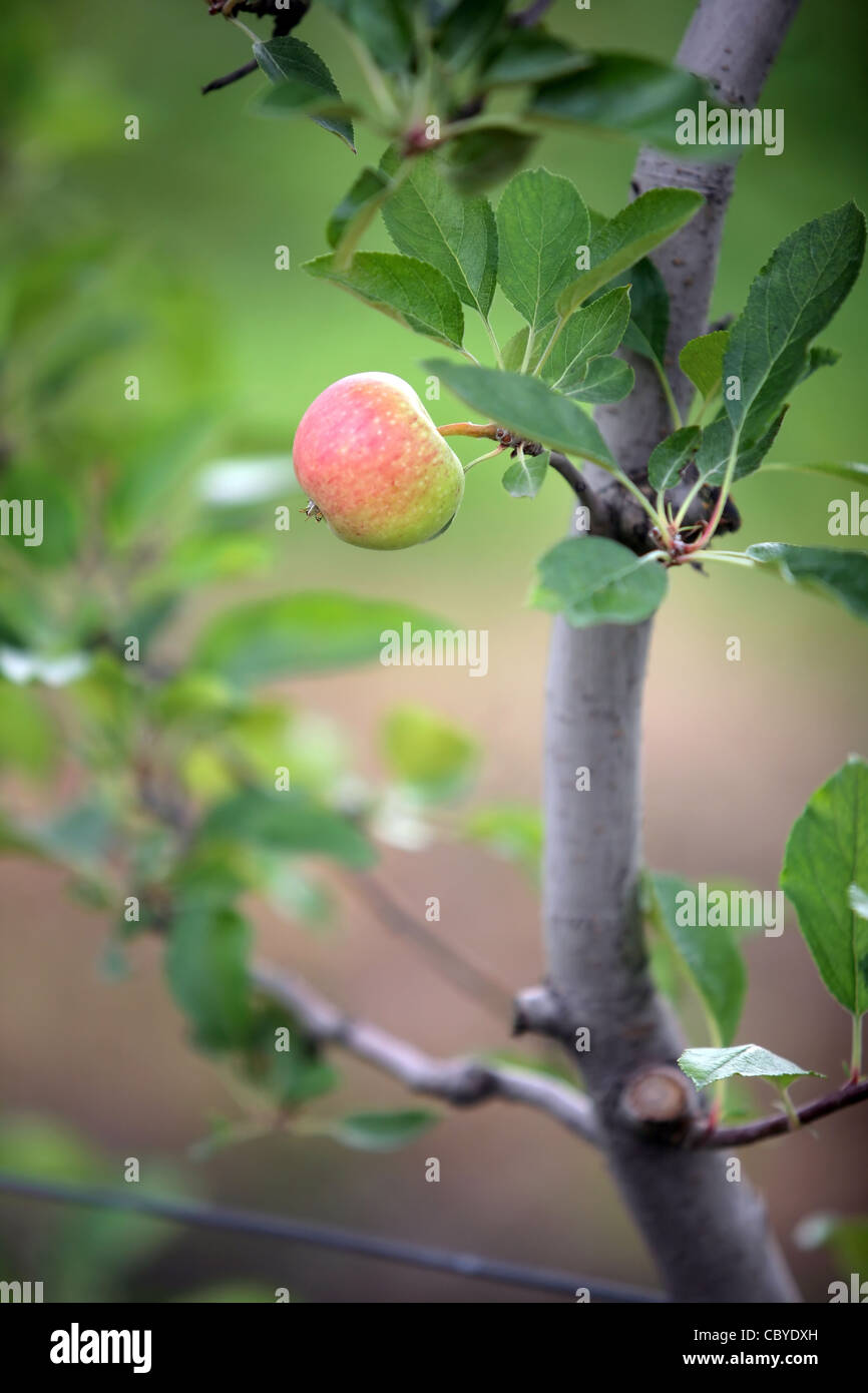One red apple hanging from a tree branch Stock Photo - Alamy