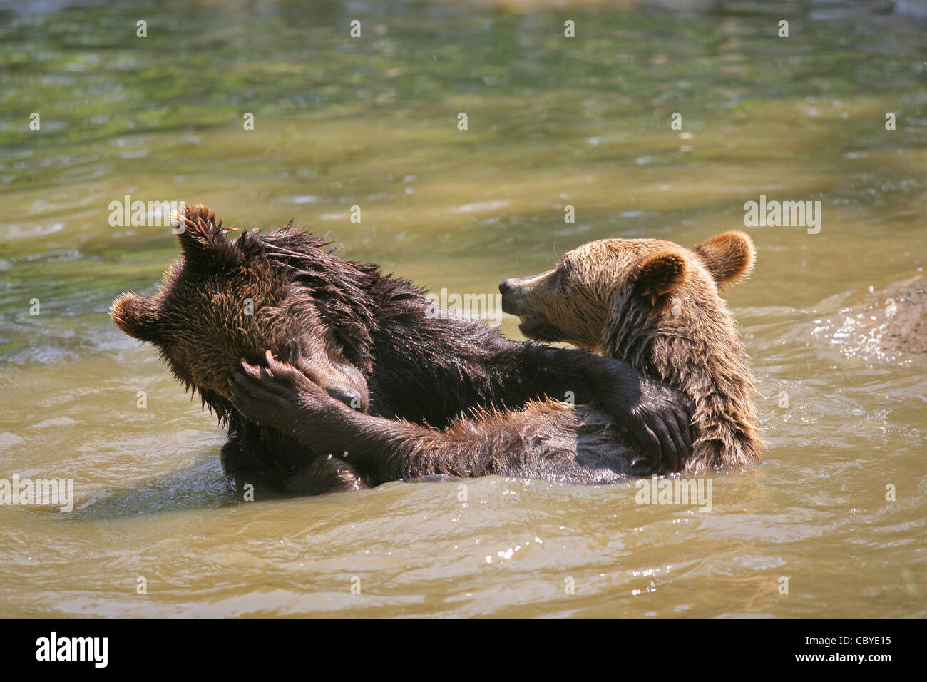 Two brown bears playing in water Stock Photo - Alamy