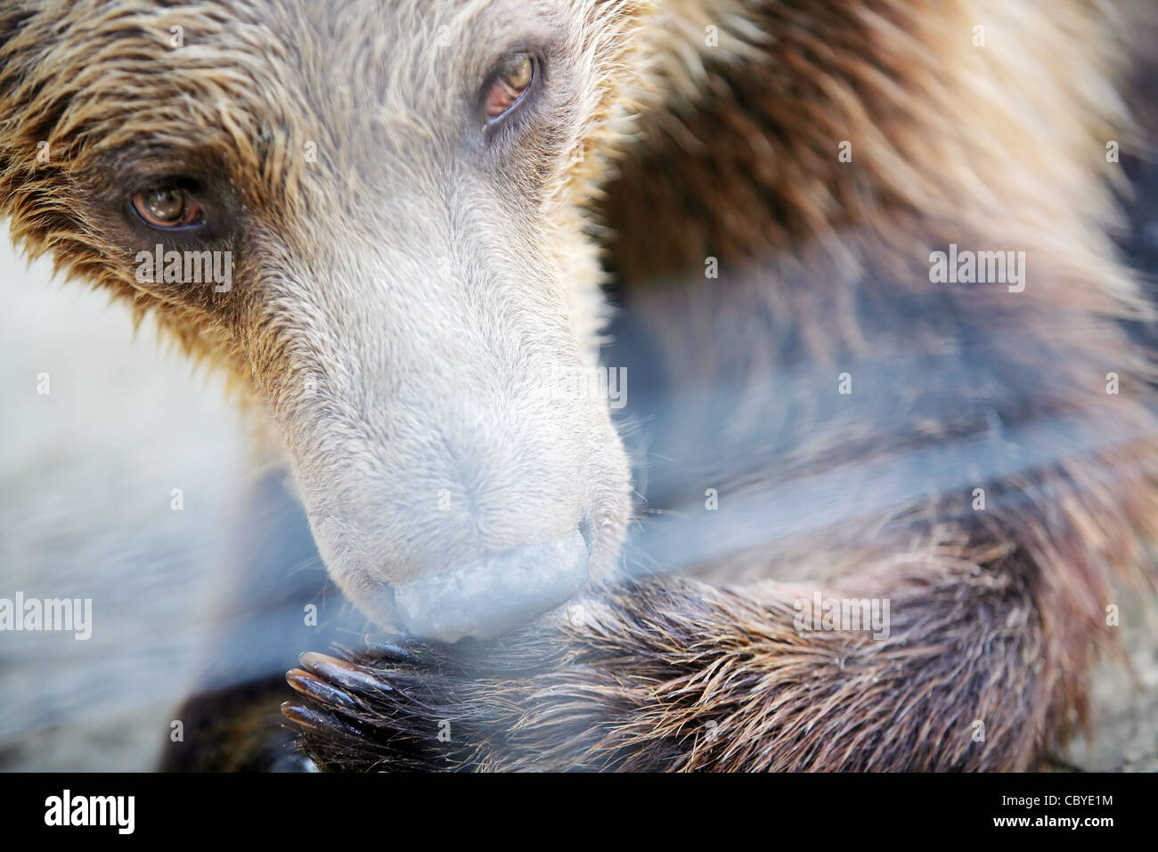 Bear canines hi-res stock photography and images - Alamy