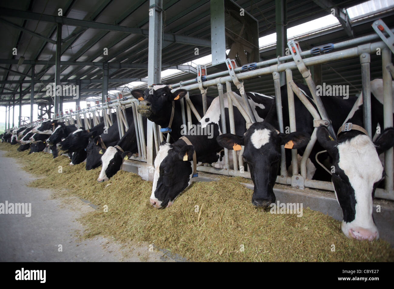 Holstein cows in a row in a milk factory Stock Photo - Alamy