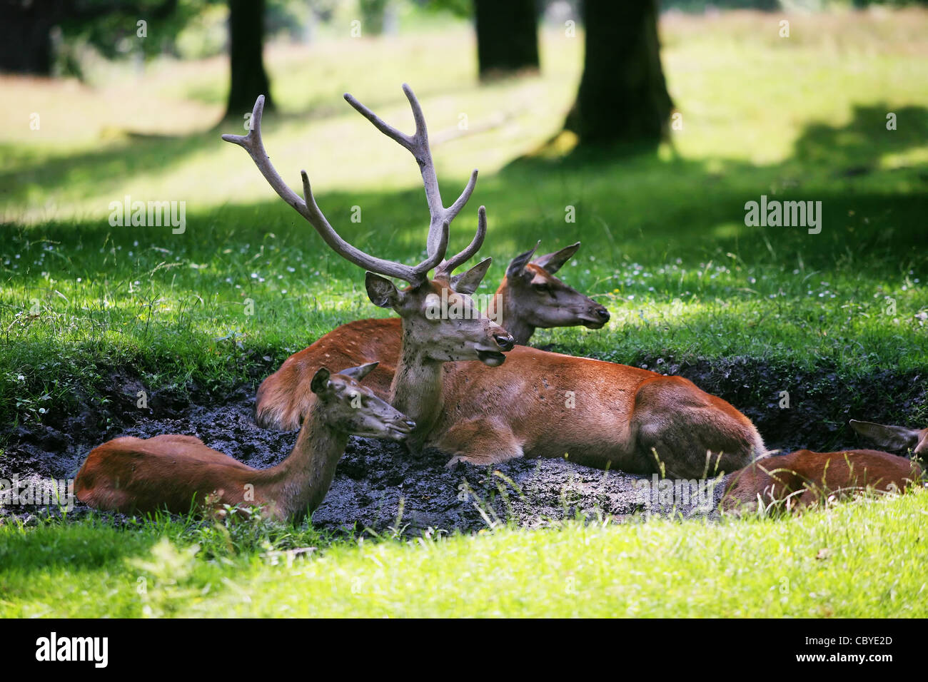 Three dears resting in a forest Stock Photo - Alamy