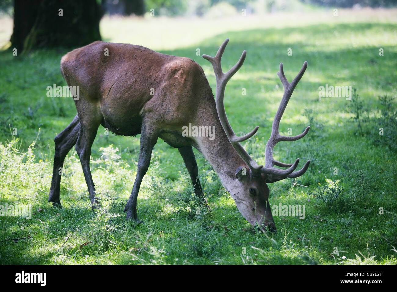 Deer in a forest Stock Photo - Alamy
