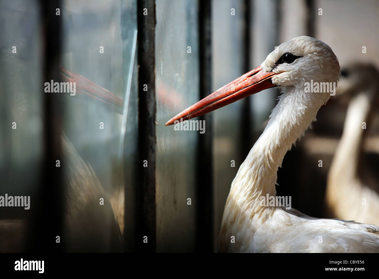 Beautiful shot stork flying hi-res stock photography and images - Alamy