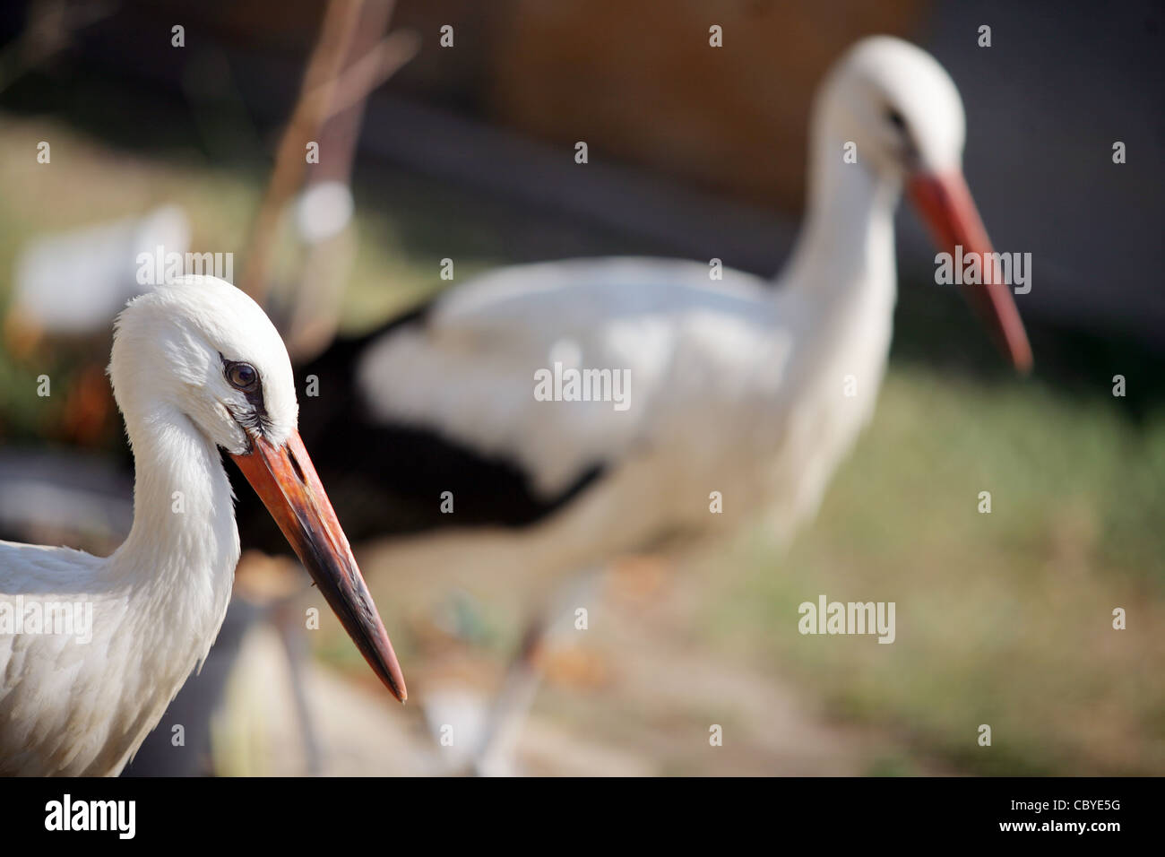 Baby white storks hi-res stock photography and images - Alamy