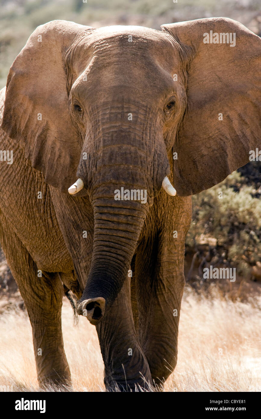 African Elephant (Desert-adapted) - Huab River, near Twyfelfontein ...