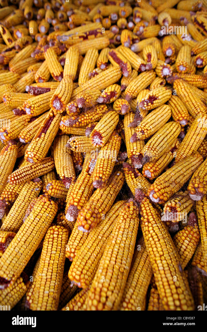 Color picture of a pile of corn Stock Photo - Alamy