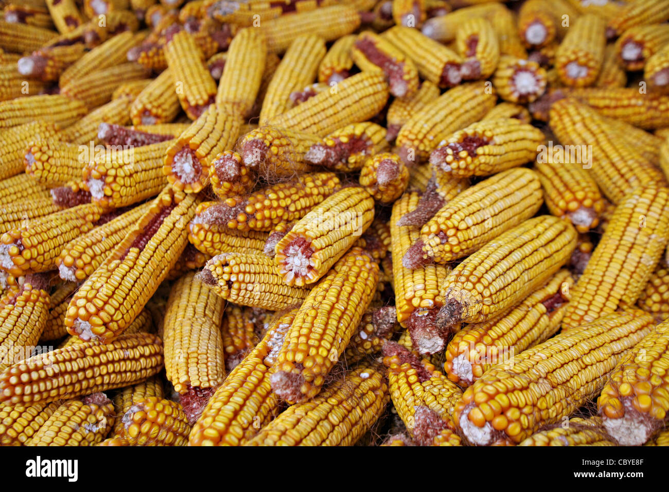 Color picture of a pile of corn Stock Photo - Alamy