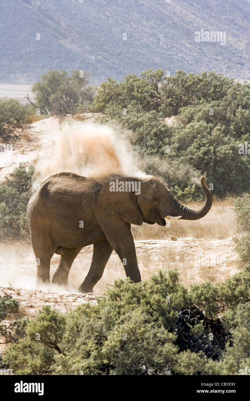Namibia desert elephant hi-res stock photography and images - Alamy