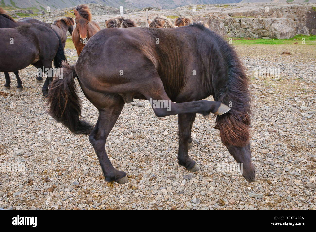 Funny horse hi-res stock photography and images - Alamy