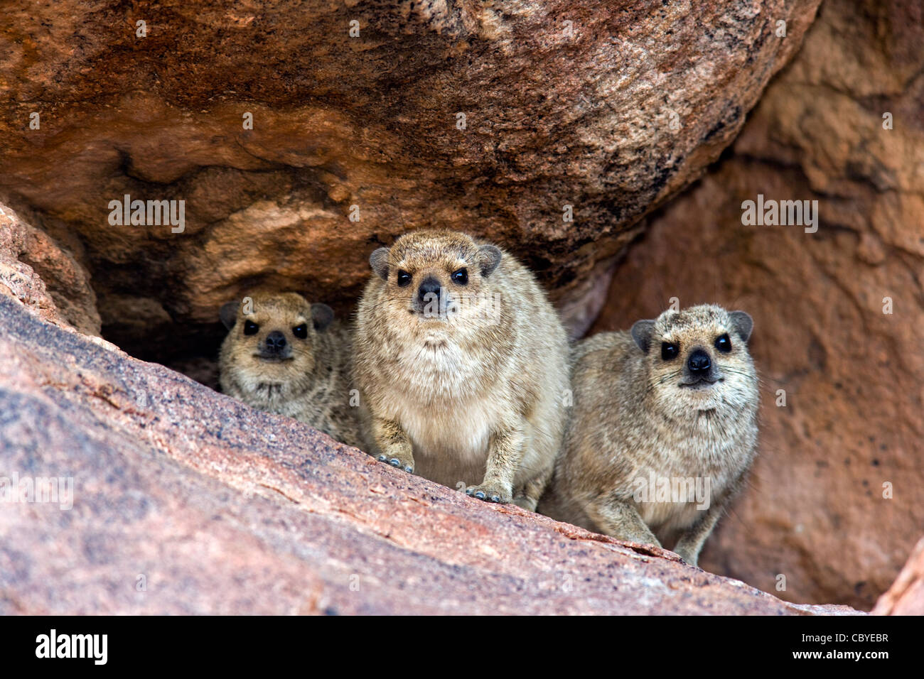 Rock Hyrax Family High Resolution Stock Photography and Images - Alamy