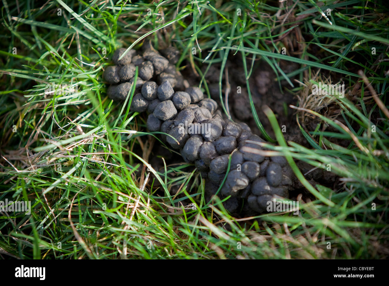 Sheep droppings in the shape of corn on the cob Stock Photo - Alamy
