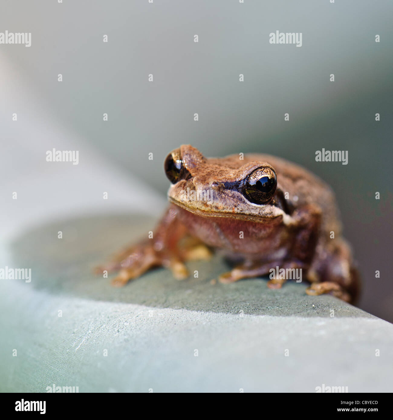 Spring is when we hear and see frogs in the garden Stock Photo - Alamy