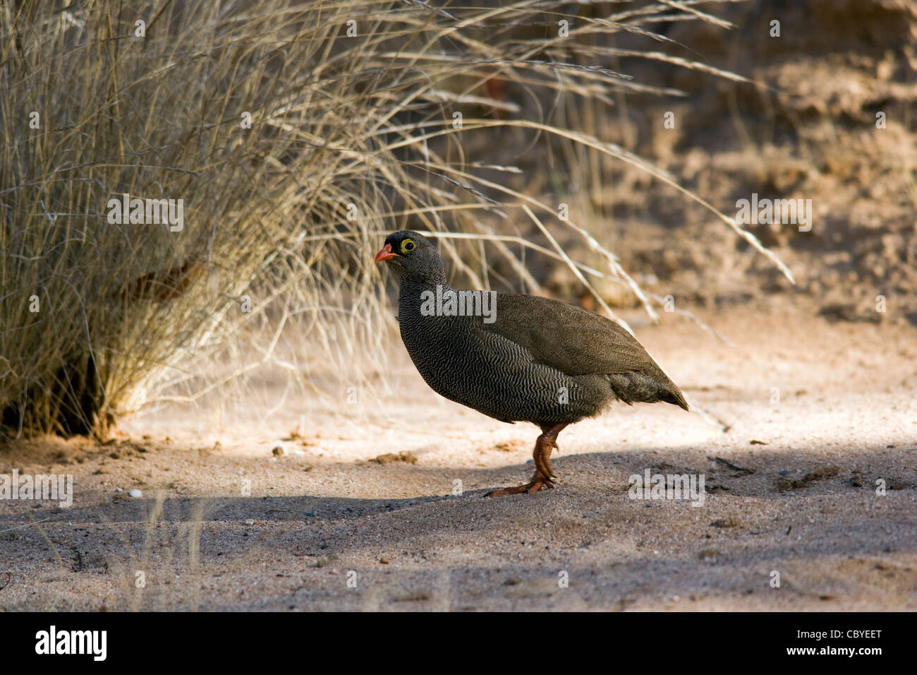 Red-billed Francolin - Twyfelfontein, Damaraland, Namibia, Africa Stock ...