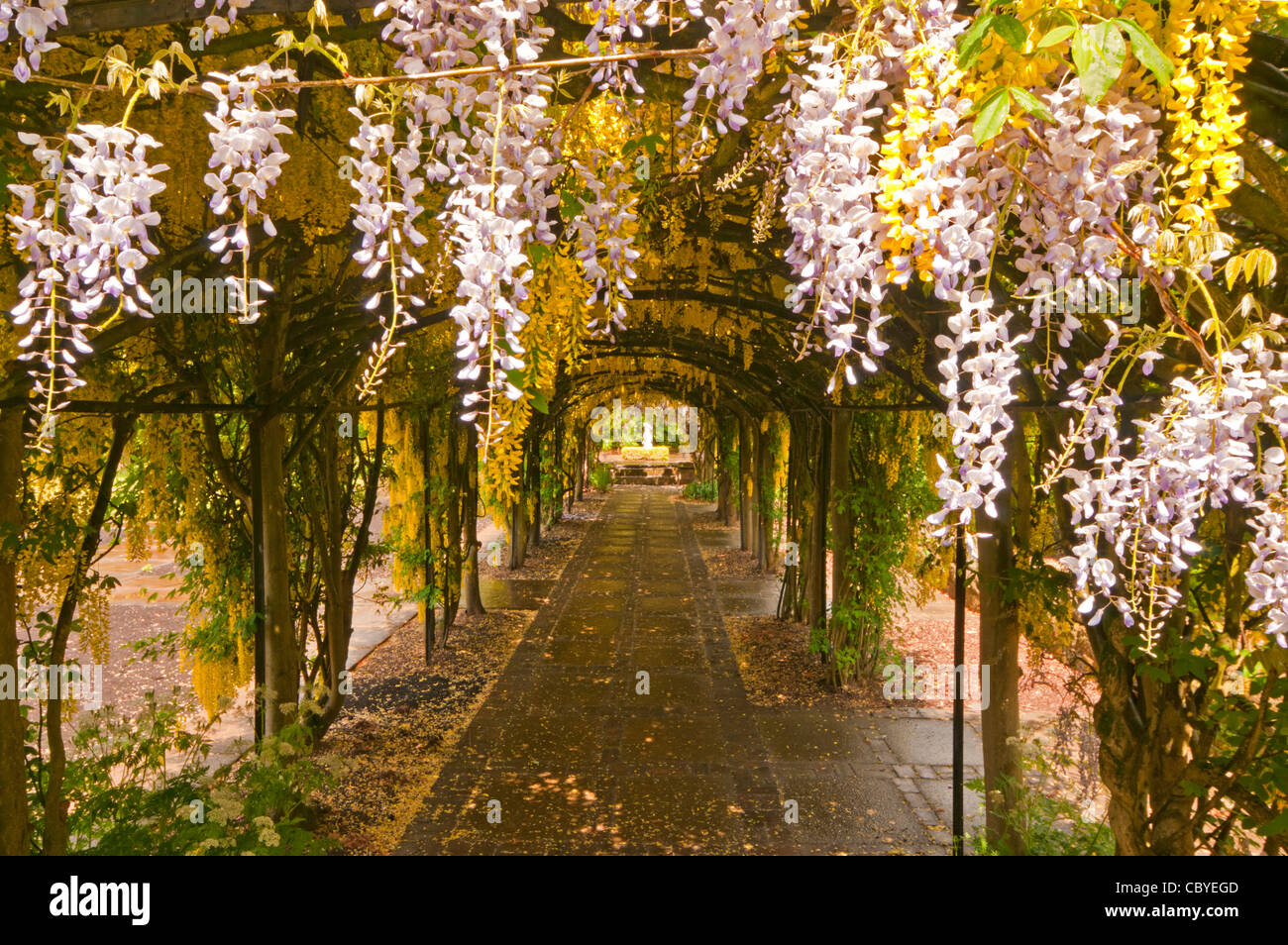 The Laburnum Arch, Ness Botanical Gardens, Ness, The Wirral, Merseyside ...