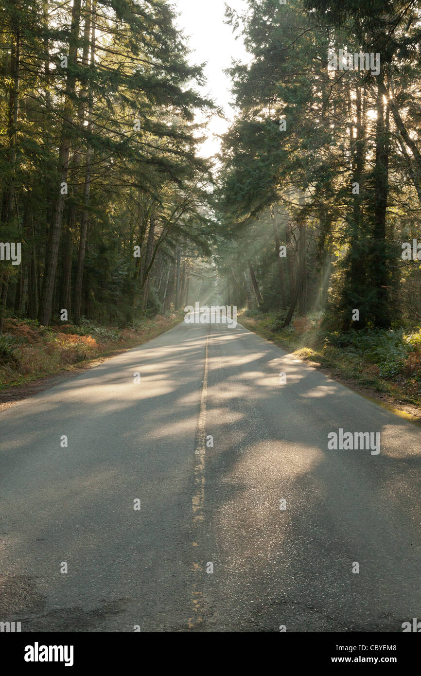 A brightly lit rural road dotted with sunspots from beams of light ...