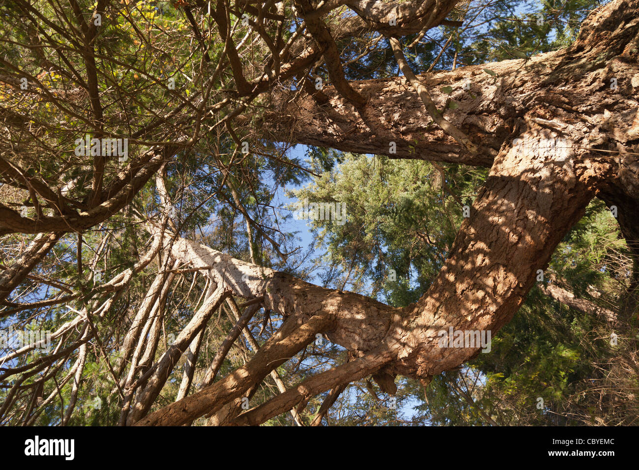 A tall old evergreen tree reaches high into the air on Gabriola Island ...