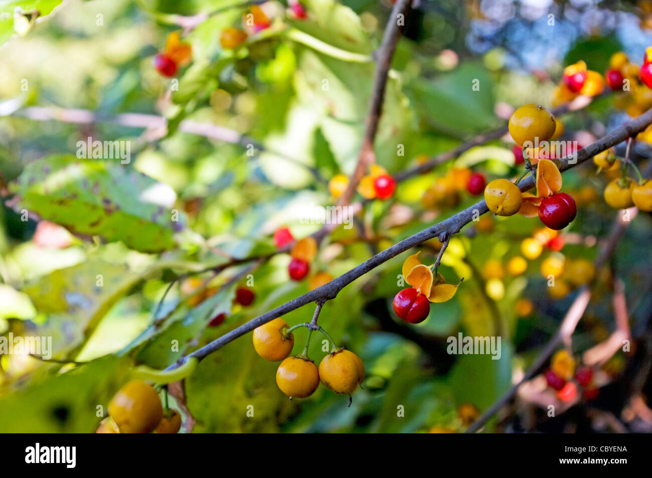 Closeup of fruit of Oriental Bittersweet Celastrus orbiculatus Thunb ...