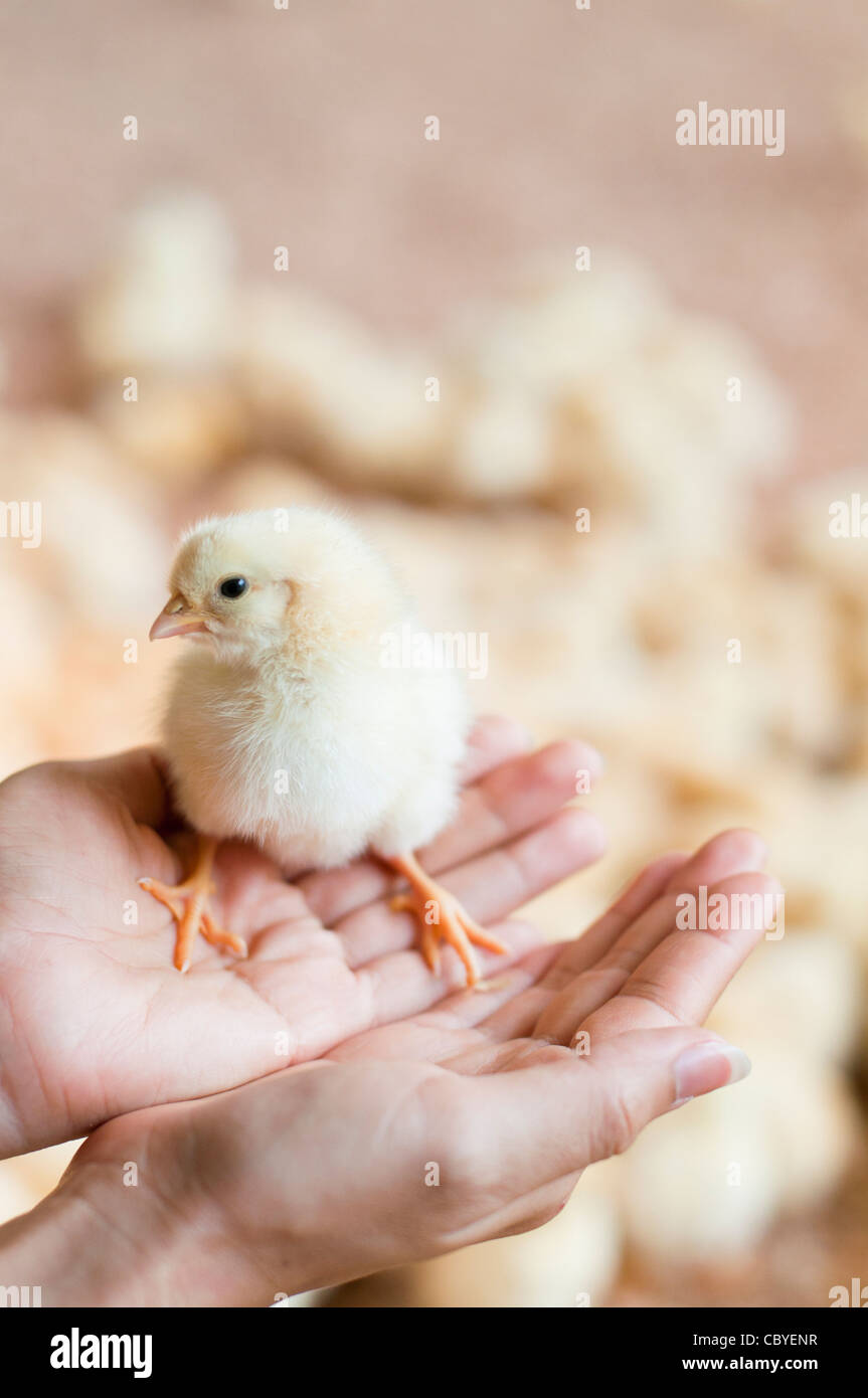 hands holding a young chick Stock Photo - Alamy