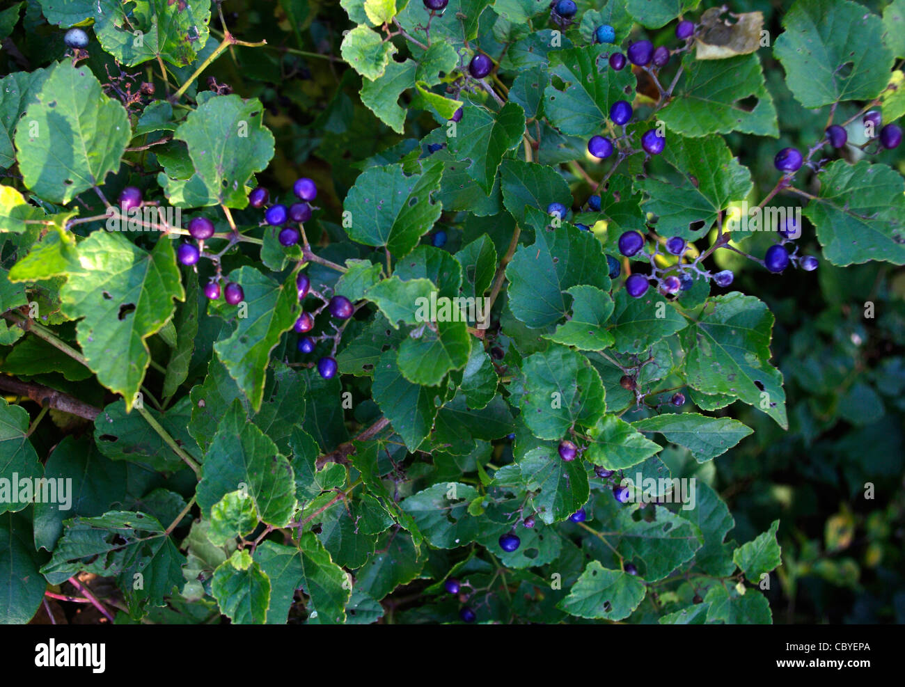 Invasive weed in asia hi-res stock photography and images - Alamy
