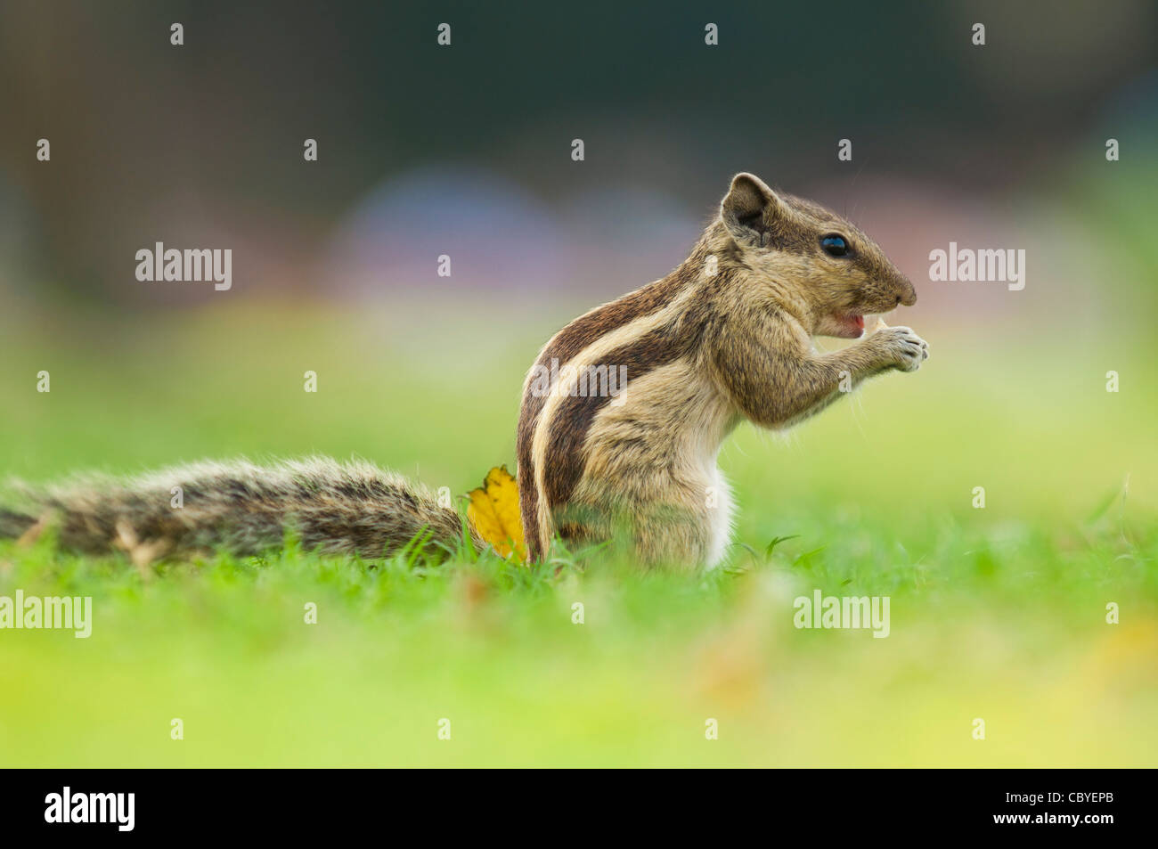 common indian squirrel with natural green background Stock Photo - Alamy