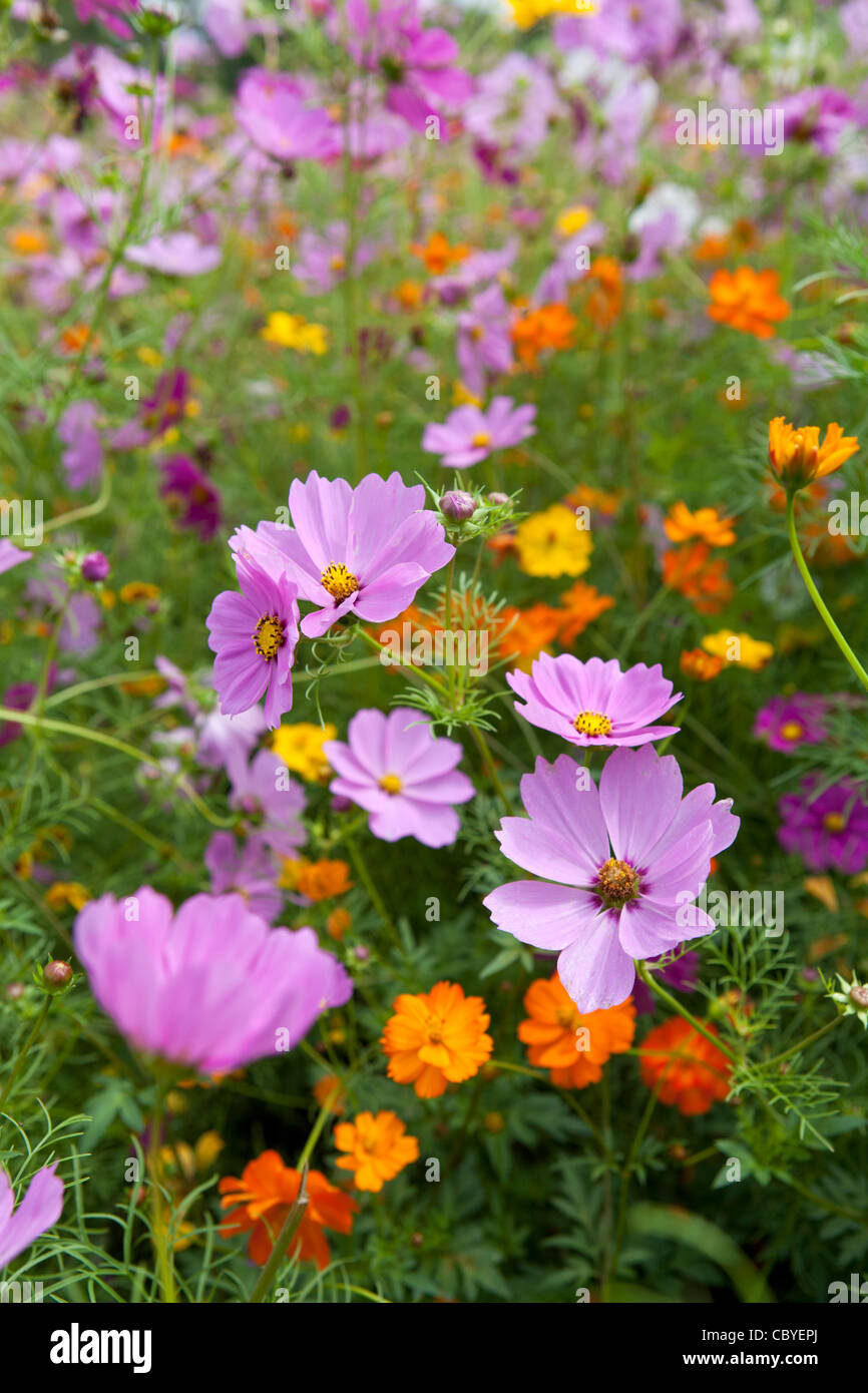 Cosmos flower hi-res stock photography and images - Alamy