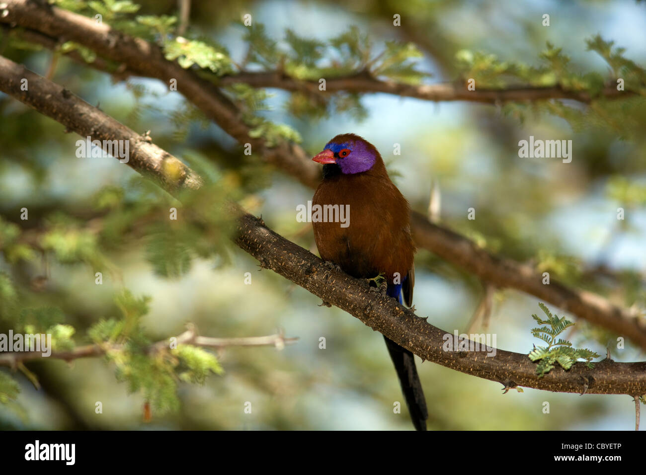 Common Grenadier or Violet-eared Waxbill - Okonjima, near Otjiwarongo ...
