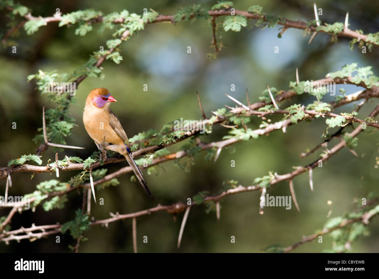 Common Grenadier or Violet-eared Waxbill - Okonjima, near Otjiwarongo ...