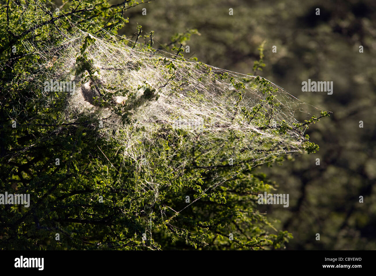 Communal Spider Web - Okonjima, near Otjiwarongo, Namibia, Africa Stock ...