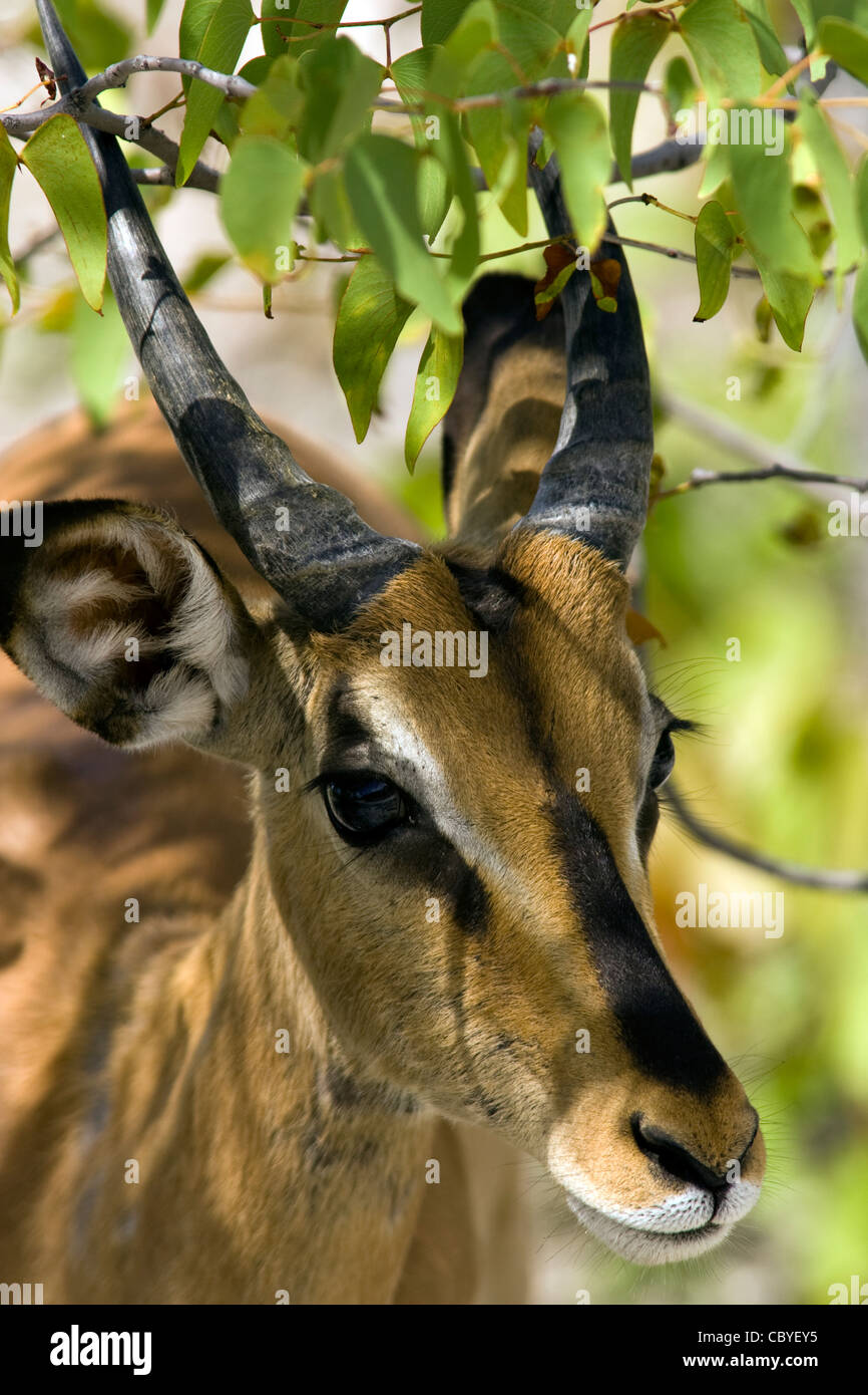 Black faced impala hi-res stock photography and images - Alamy