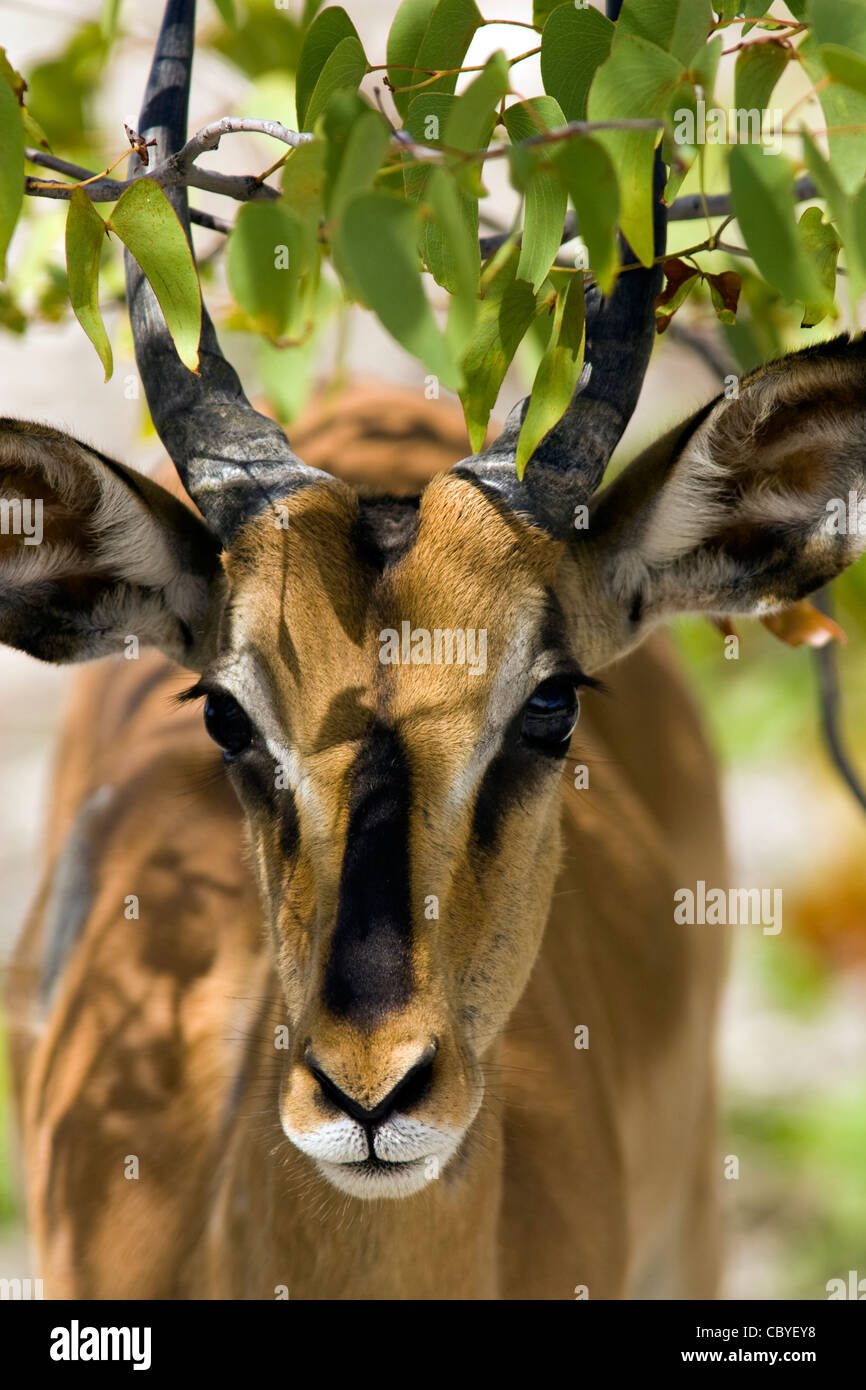 Black faced impala hi-res stock photography and images - Alamy
