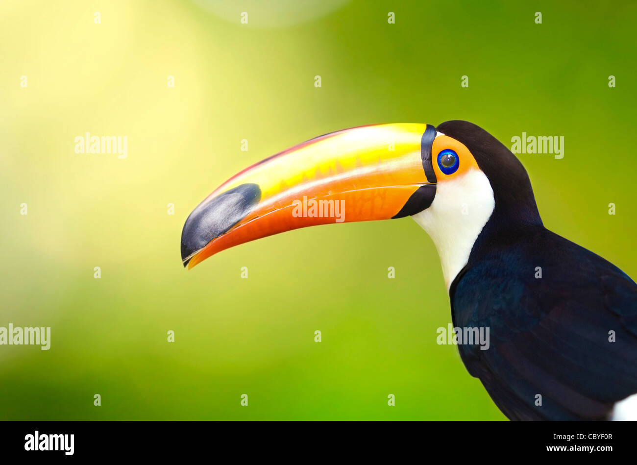 Toucan with open mouth hi-res stock photography and images - Alamy