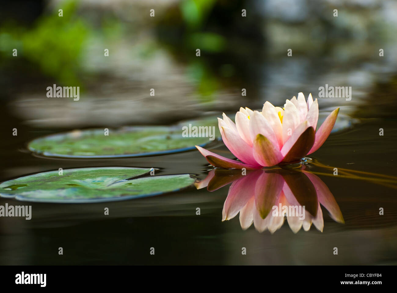 lily flowering in pond Stock Photo - Alamy