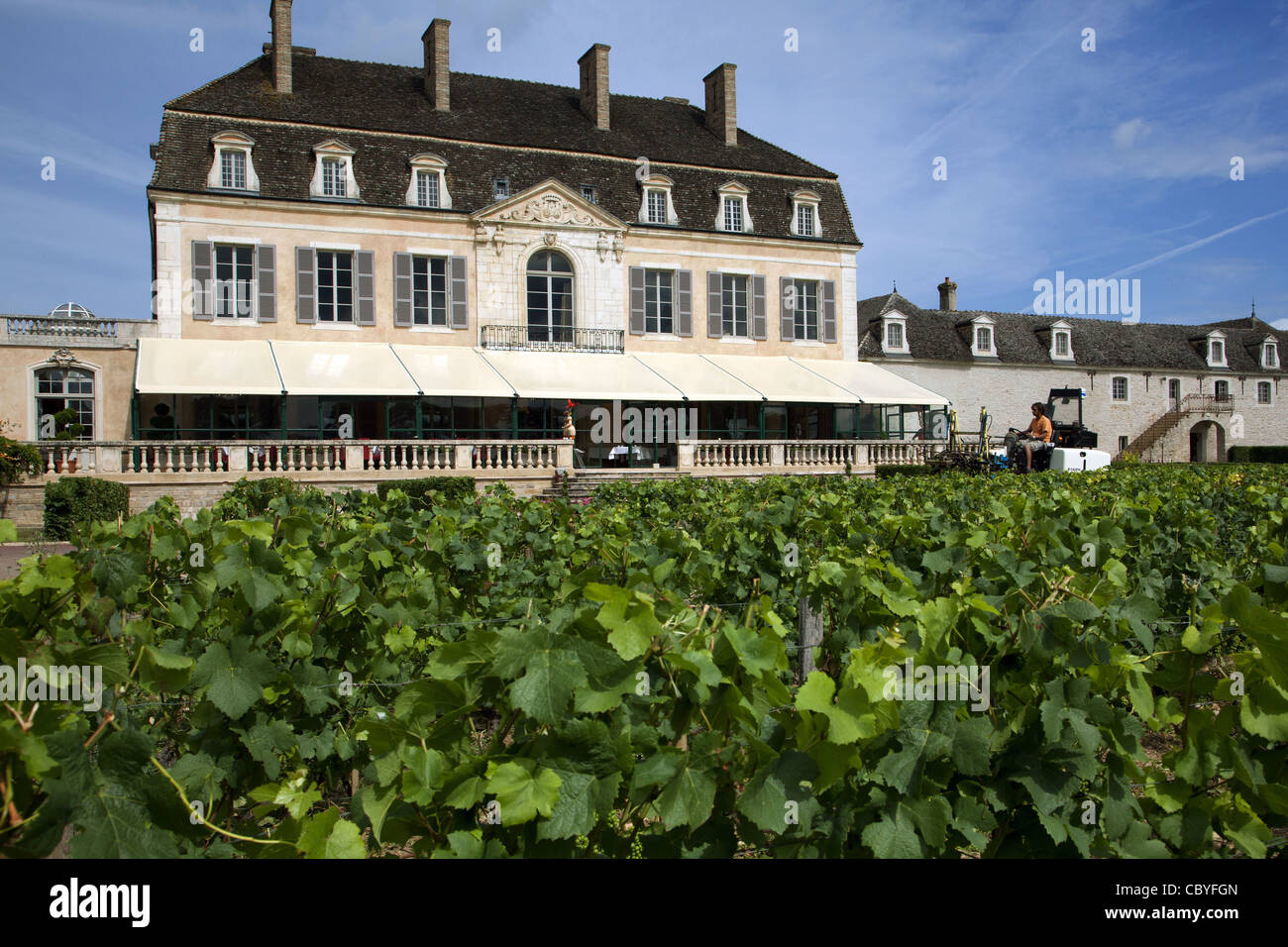 GRAPEVINES AT THE CHATEAU DE POMMARD, THE GREAT BURGUNDY WINE ROAD ...