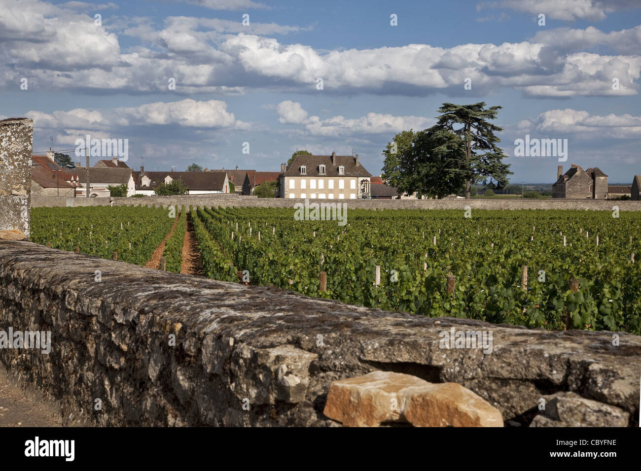 LOW STONE WALL SURROUNDING THE MEURSAULT VINEYARDS, THE GREAT BURGUNDY ...
