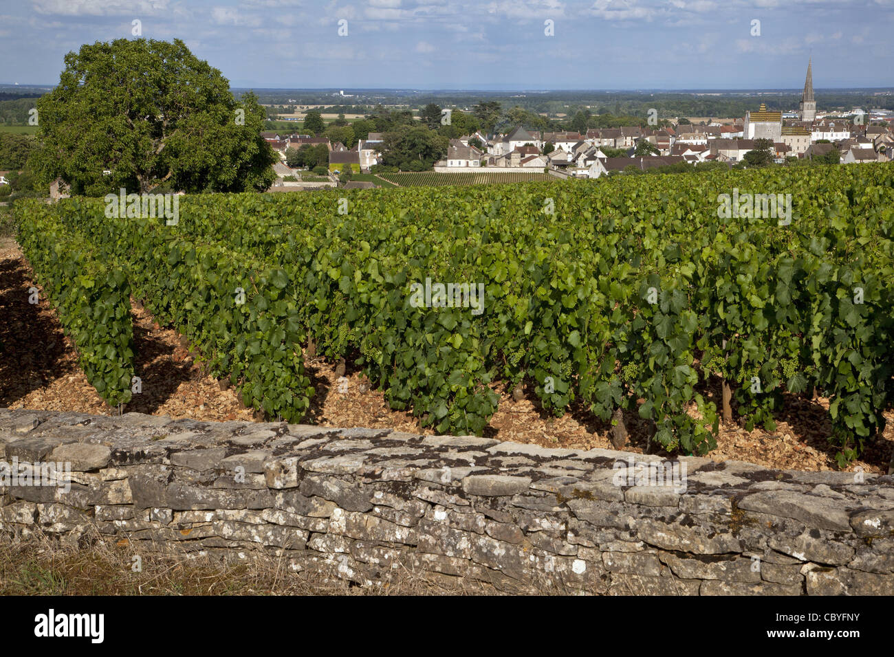 LOW STONE WALL SURROUNDING THE MEURSAULT VINEYARDS, THE GREAT BURGUNDY ...