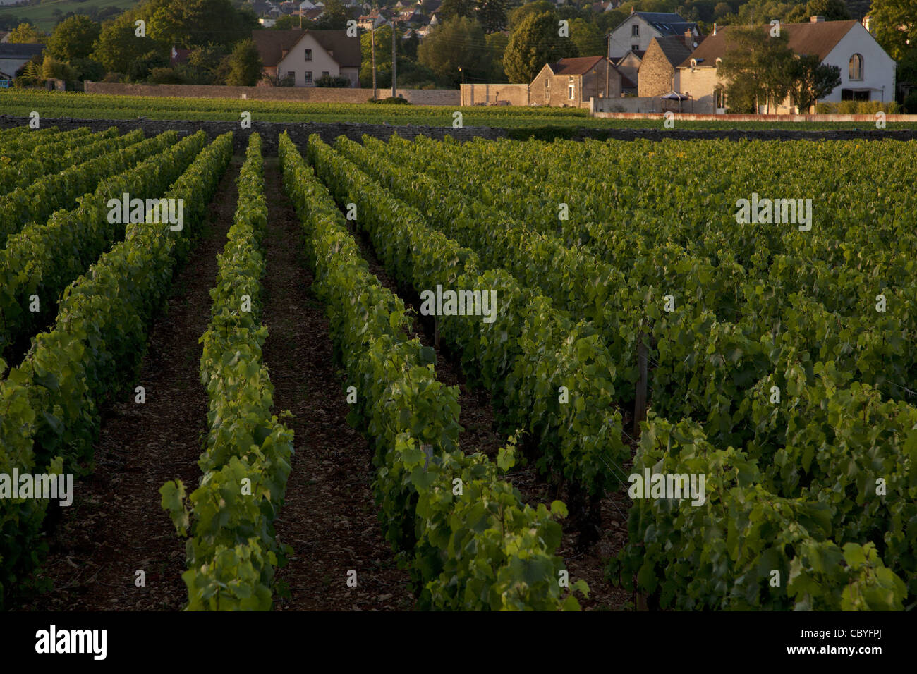 LOW STONE WALL SURROUNDING THE MEURSAULT VINEYARDS, THE GREAT BURGUNDY ...