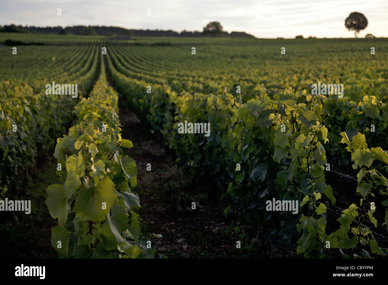 Meursault vineyards hi-res stock photography and images - Alamy