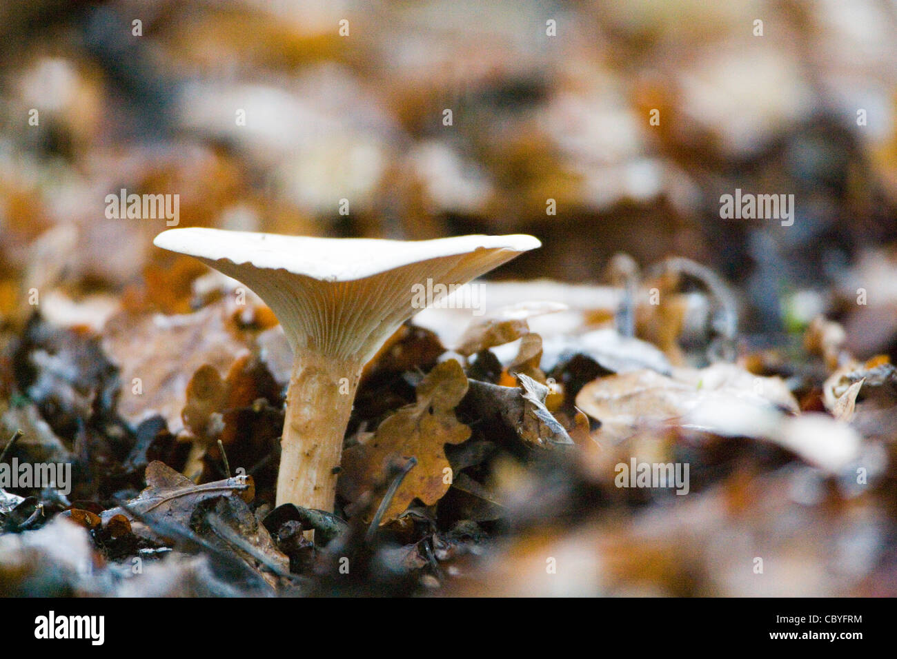 Clitocybe Mushroom High Resolution Stock Photography and Images - Alamy