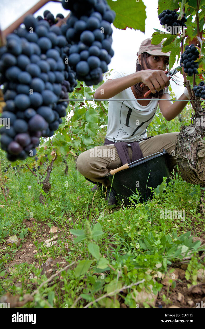 Pommard grape hi-res stock photography and images - Alamy