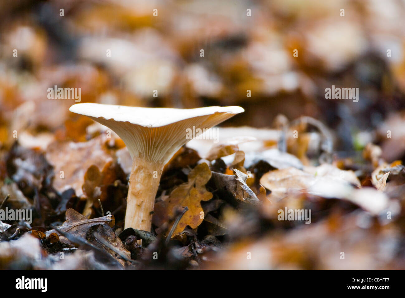 Clitocybe mushroom hi-res stock photography and images - Alamy