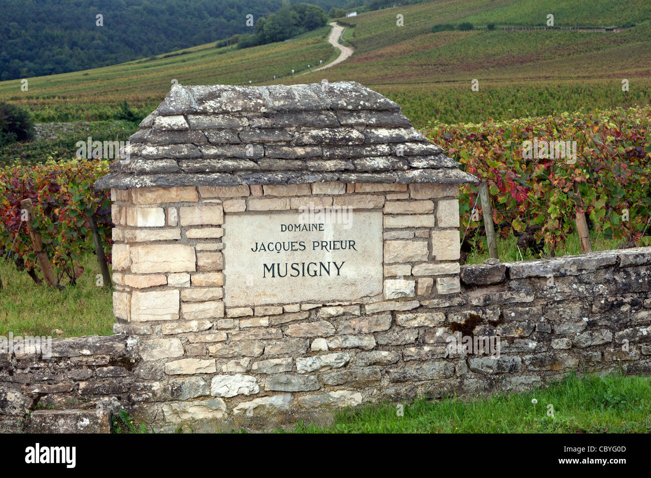JACQUES PRIEUR VINEYARDS, PINOT NOIR GRAPES WITH WHITE JUICE, CHAMBOLLE ...
