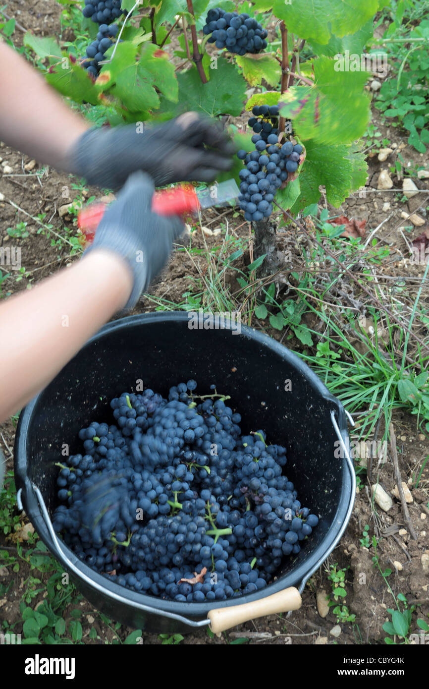 Pommard controlee hi-res stock photography and images - Alamy