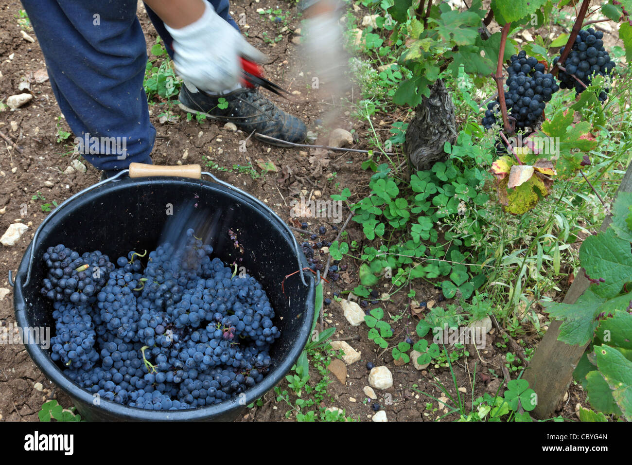 Pommard Controlee High Resolution Stock Photography and Images - Alamy