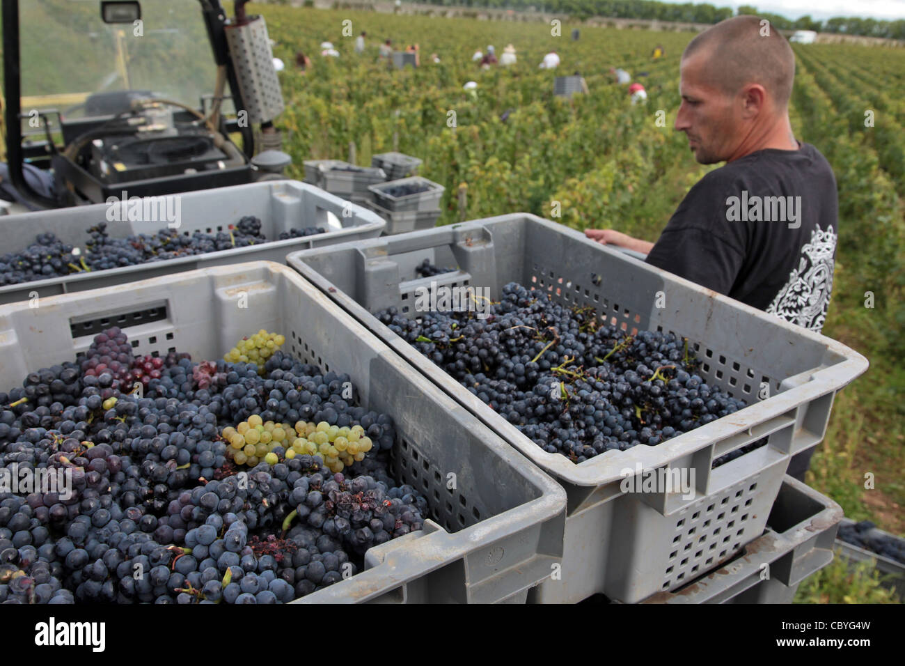 Tractor with wine box trailer hi-res stock photography and images - Alamy